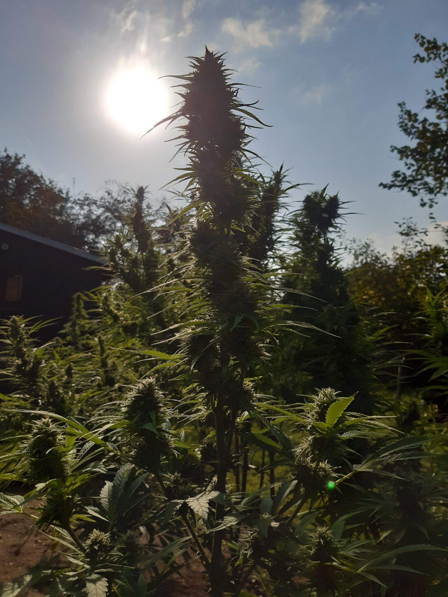 Viking x Maroc F1 - Nordic Genetics